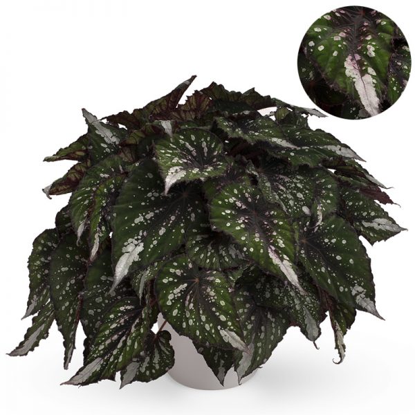 Beleaf Begonia