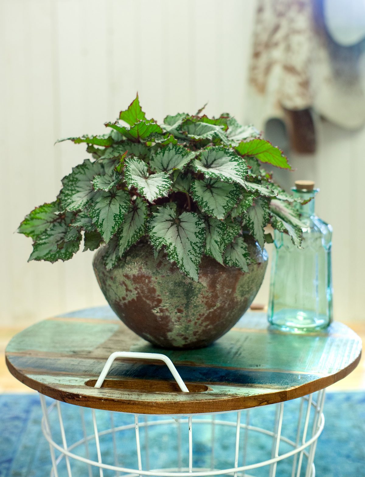 Beleaf Begonia